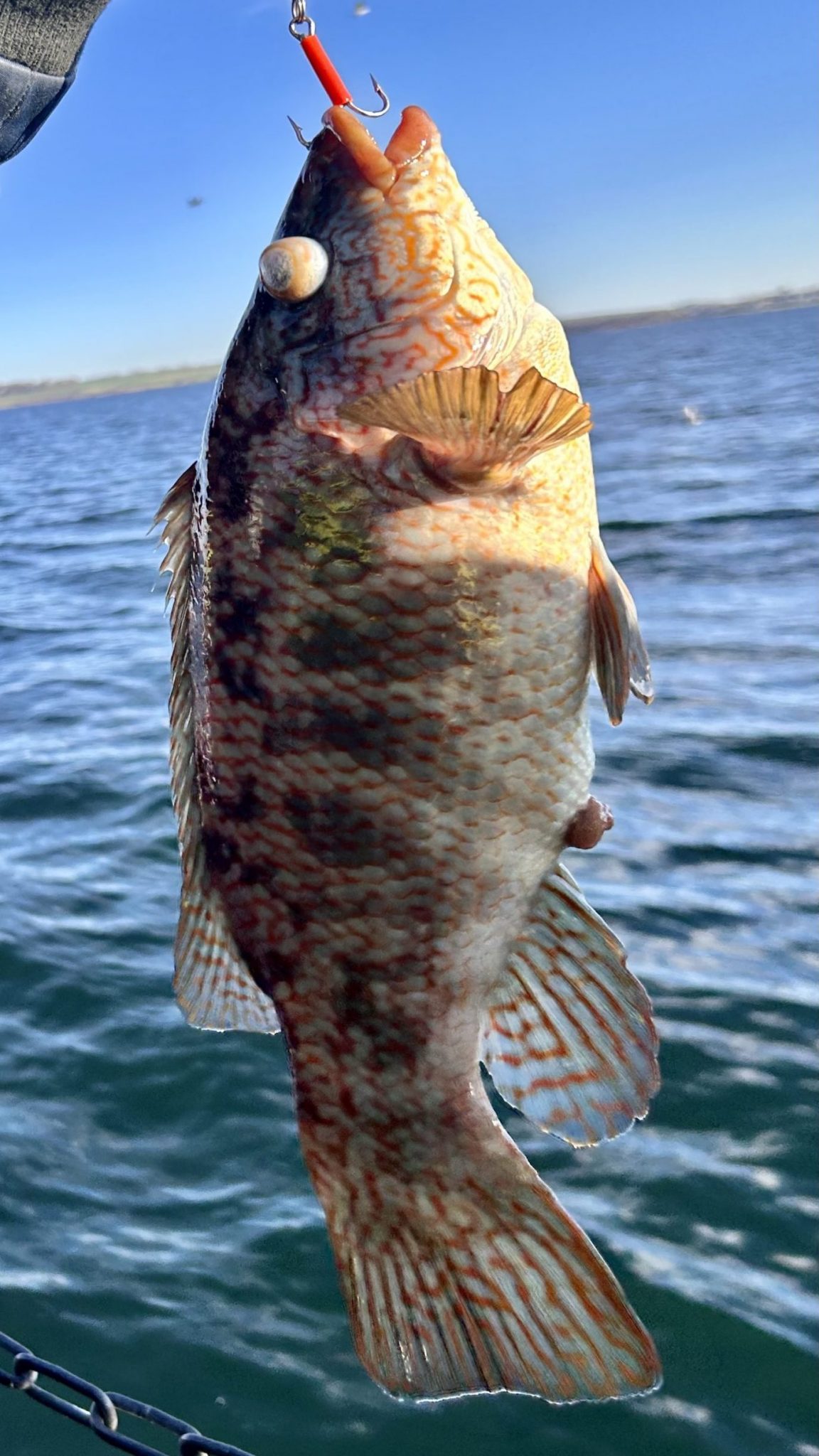 Fiske, Charter, Tonfisksafari & Ventrafik i Helsingborg & Landskrona ...